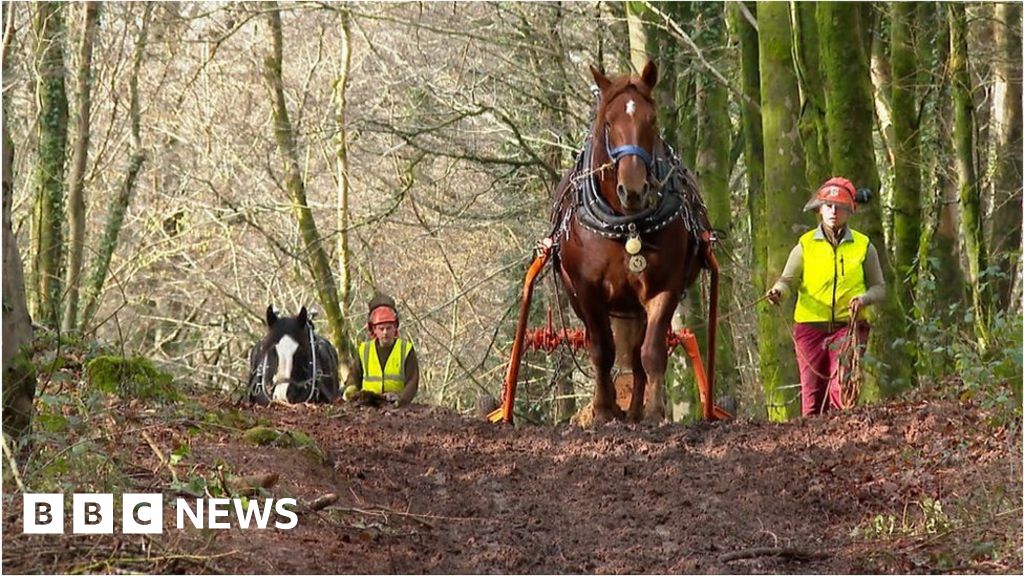 Working horses help protect woodlands - BBC News