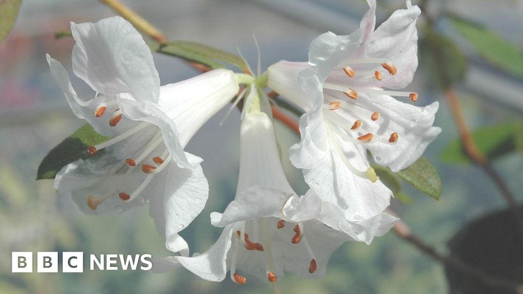 How Logan Botanic Garden helps Vietnam's plant life - BBC News