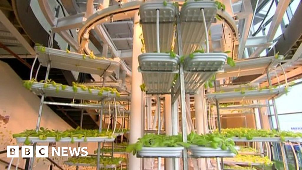 Lettuce towers and office block farms - is this the future? - BBC News