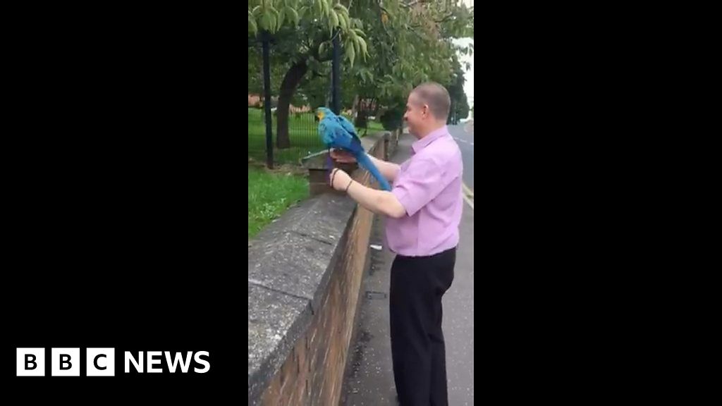 Dandering Derry parrot turning heads - BBC News