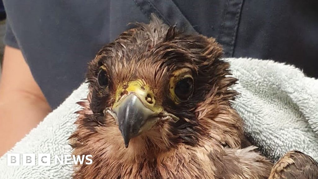 Peregrine falcon takes flight after Doncaster shotgun attack - BBC News