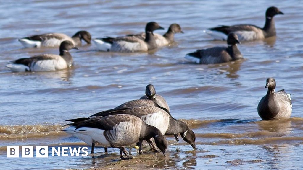Migrating brent geese snub Southsea refuge for golf course - BBC News