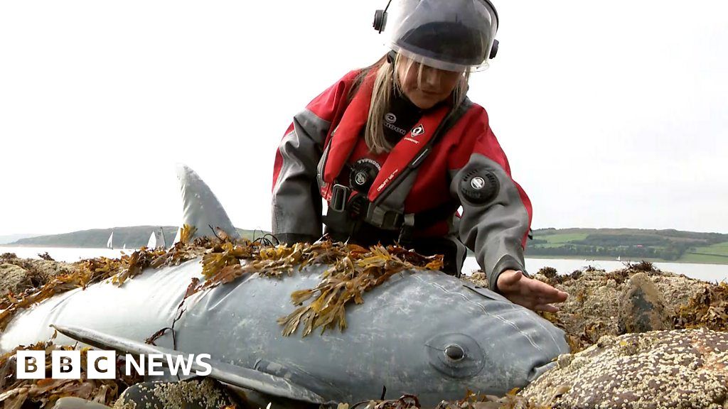 Inflatable whales used in exercise to simulate mass stranding - BBC News