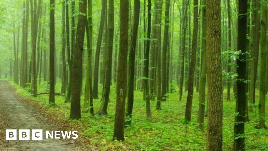 'Feel good' factor not CO2 boosts global forest expansion - BBC News