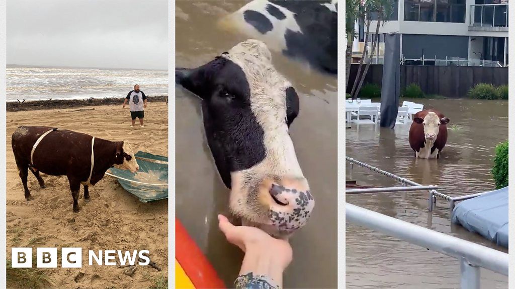 Australia floods: Cows rescued from swollen rivers and beaches - BBC News