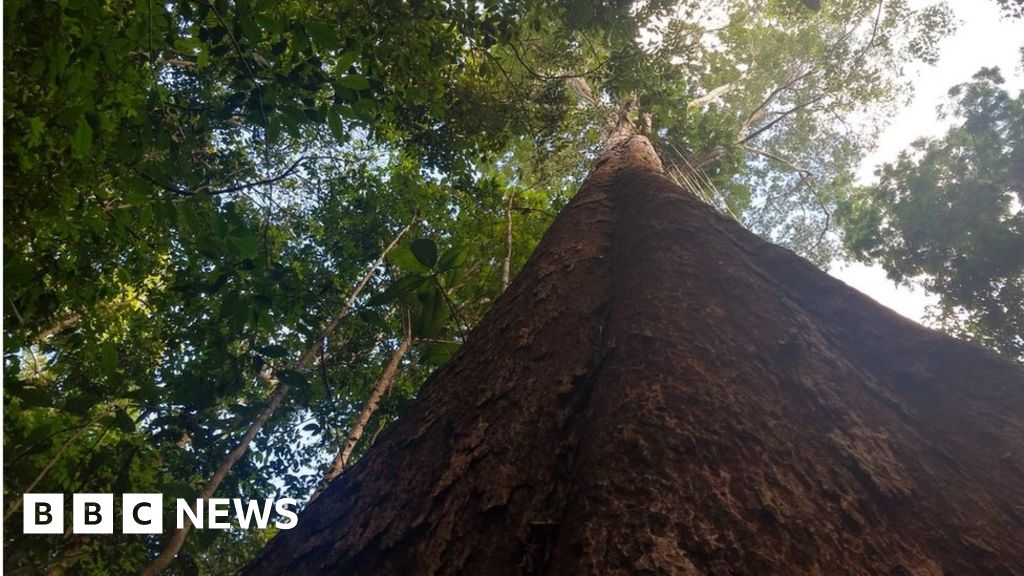Swansea scientist helps protect Amazon's tallest trees - BBC News