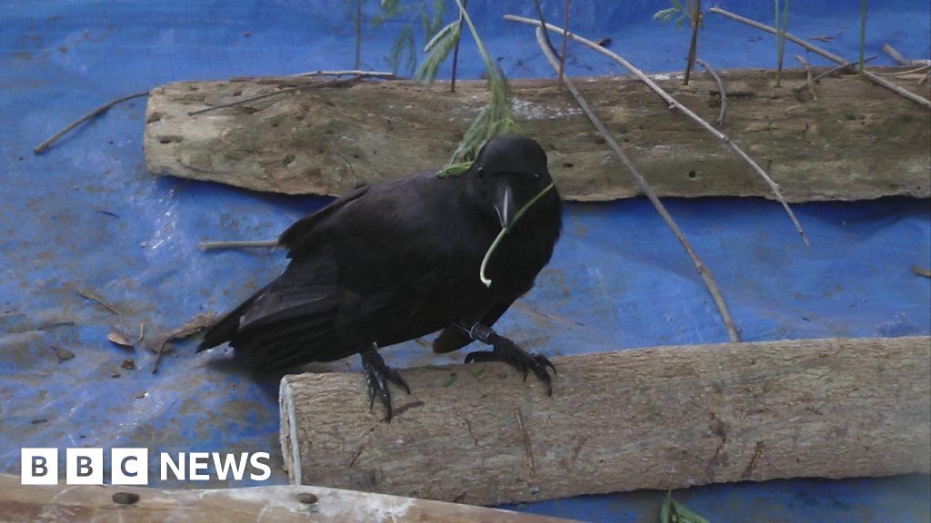 Wild crows demonstrate stick skills - BBC News