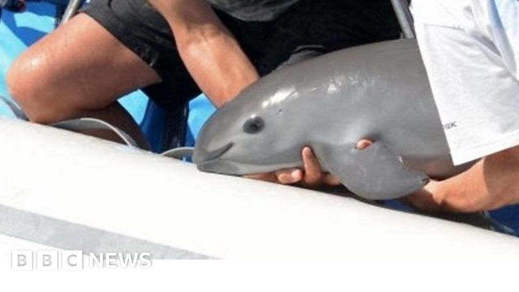 Last chance to save the 'panda of the sea' from extinction - BBC News