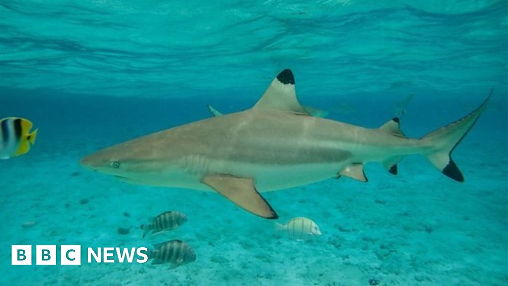 Man survives 28 hours alone in shark waters - BBC News