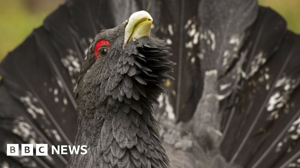 Capercaillie at real risk of extinction, survey finds - BBC News
