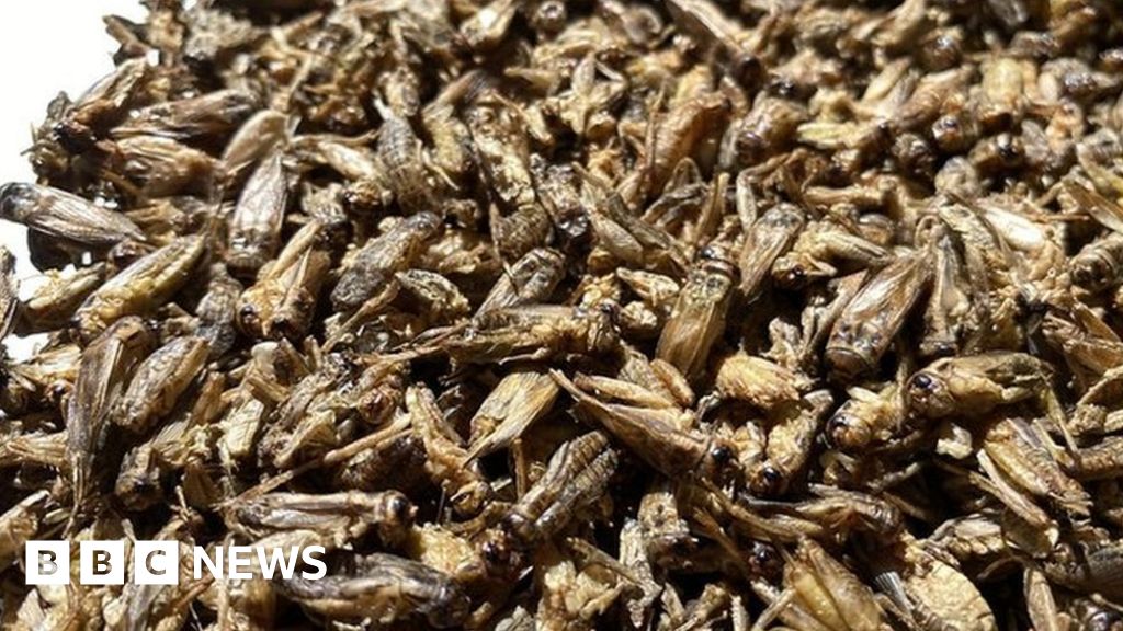 Could crickets replace chicken and beef on supermarket shelves? - BBC News
