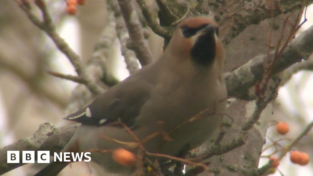 Winter birds thrill Norfolk wildlife photographers - BBC News