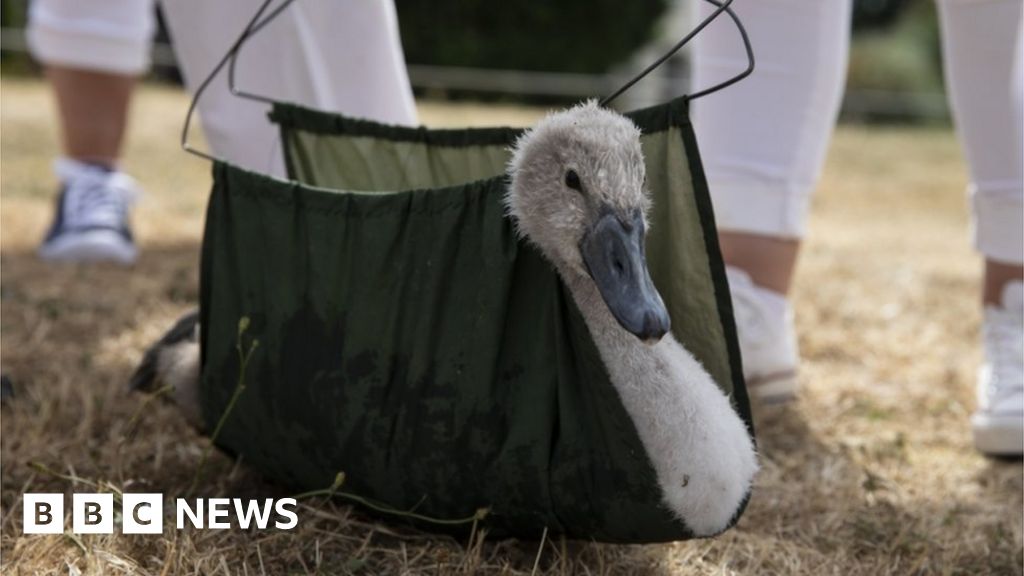 Queen's Swan Marking takes to the Thames - BBC News
