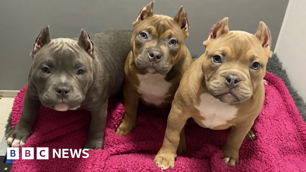Dog Mutilation Breeders Cropping Ears To Follow Social Media Trend BBC News