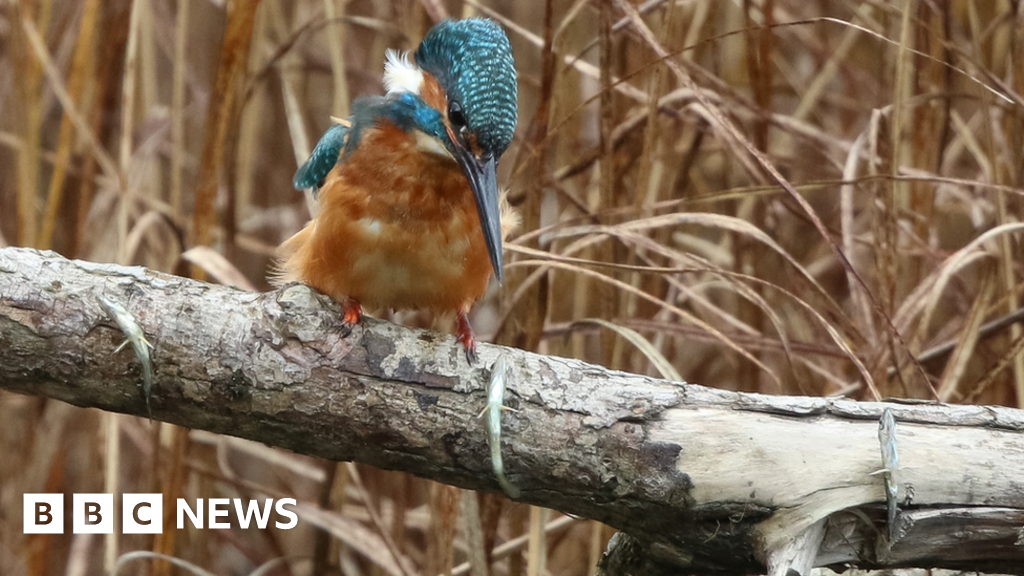 Bird's fishy antics baffles nature reserve experts - BBC News
