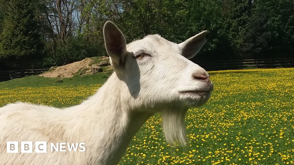 Goats 'drawn to happy human faces' - BBC News