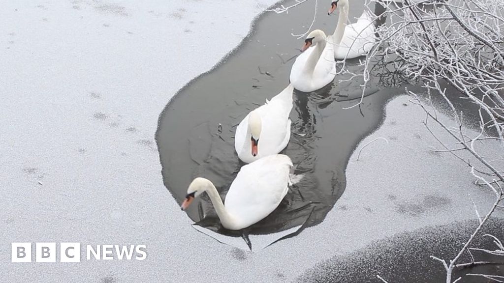 Swans glide through ice on reservoir at Attenborough Nature Reserve ...