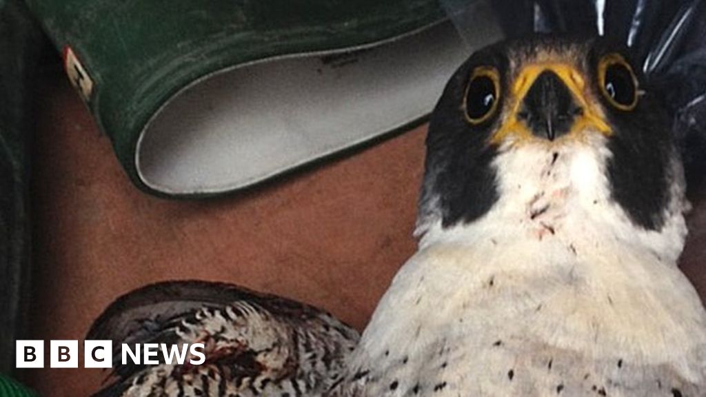 Reward offered after peregrine falcon shot in Bishop Middleham - BBC News
