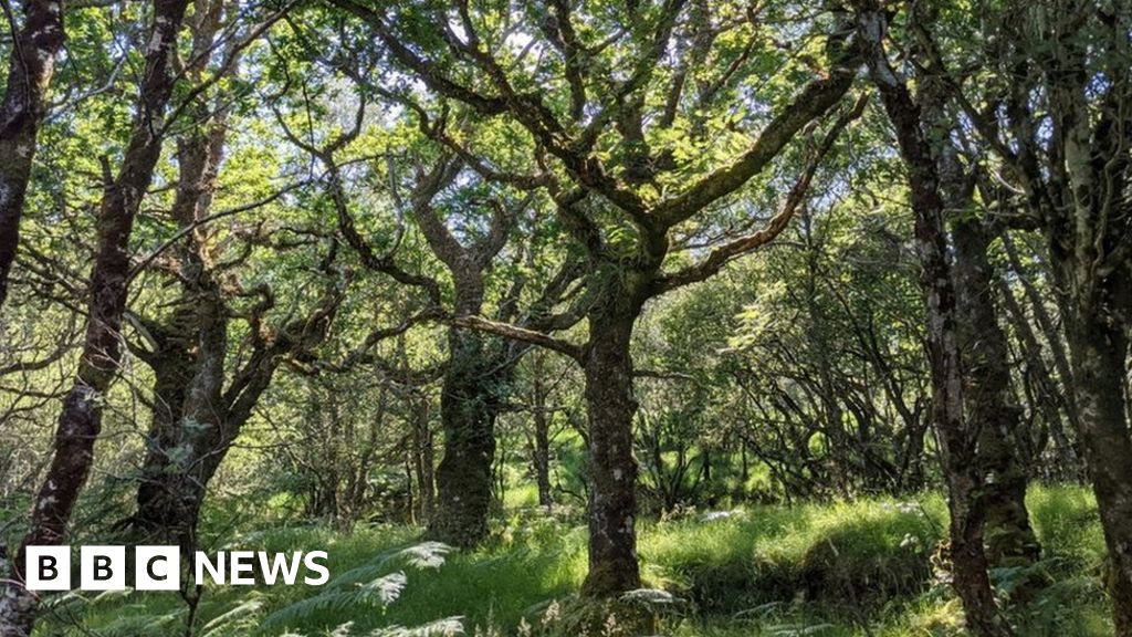 RSPB launches bid to save Scotland's rainforest - BBC News