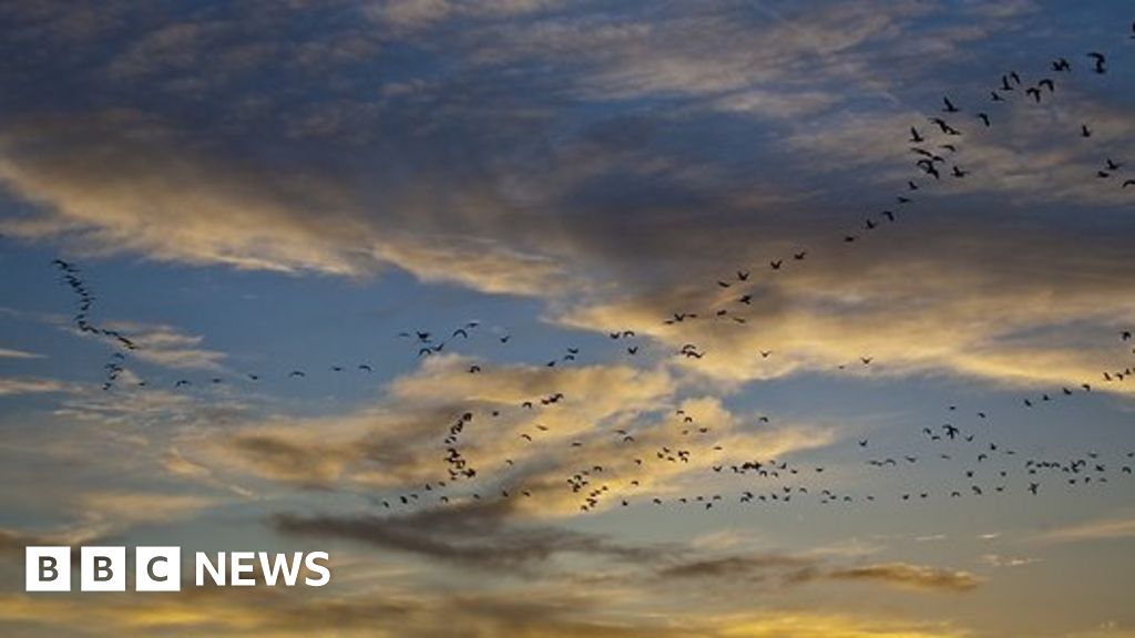 Migratory birds 'lack world protection' - BBC News