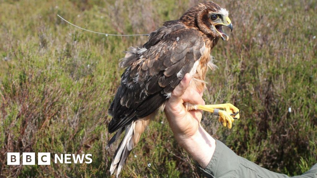 Hen harrier's disappearance 'suspicious', RSPB says - BBC News