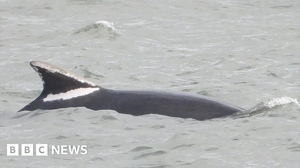 Bottlenose dolphins spotted off Yorkshire in December
