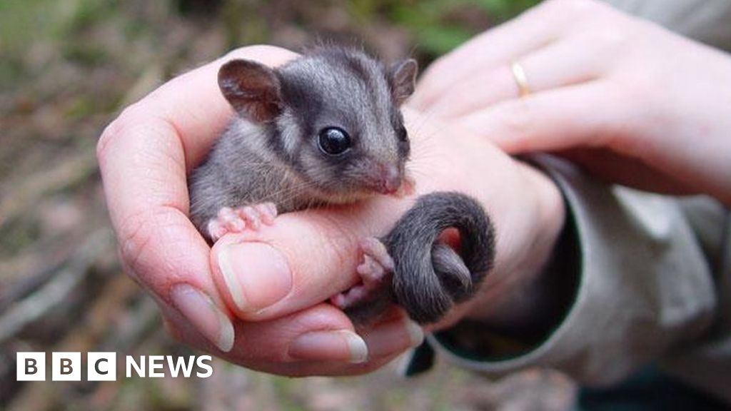 Australia's 'fairy possum' faces uncertain future - BBC News