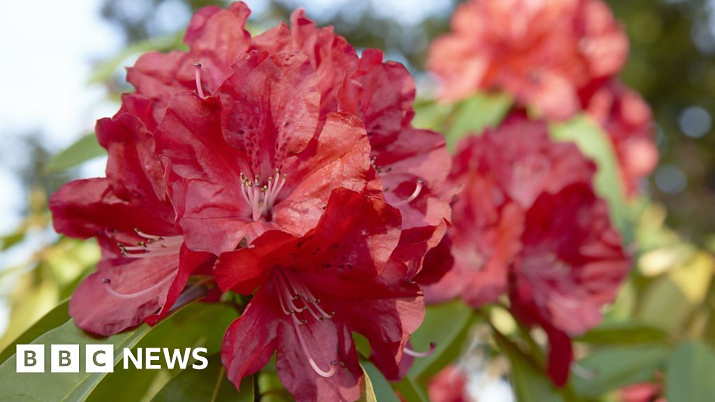 Invasive rhododendrons damage woodland environment - BBC News