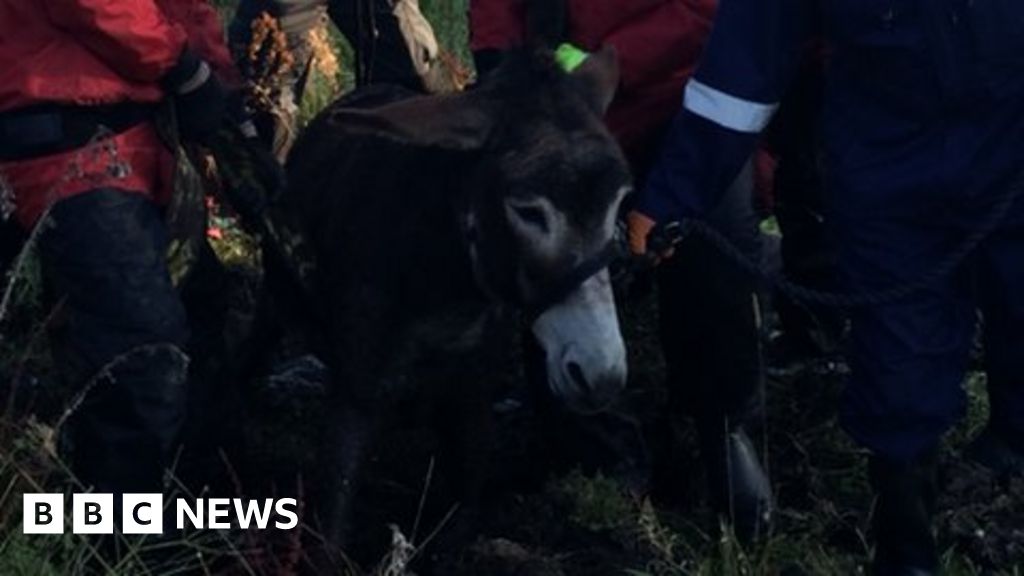 Donkey rescued from sinking into Hampshire bog - BBC News