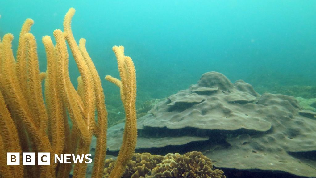 Colombia's improbable reef offers hope for coral worldwide