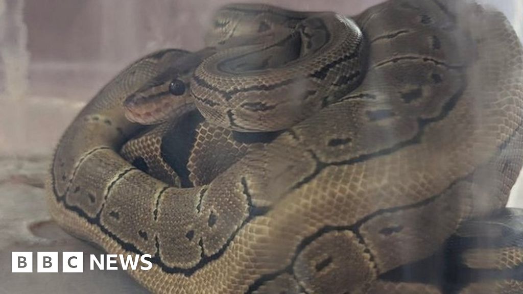 Pythons thrown from moving car in Birmingham - BBC News