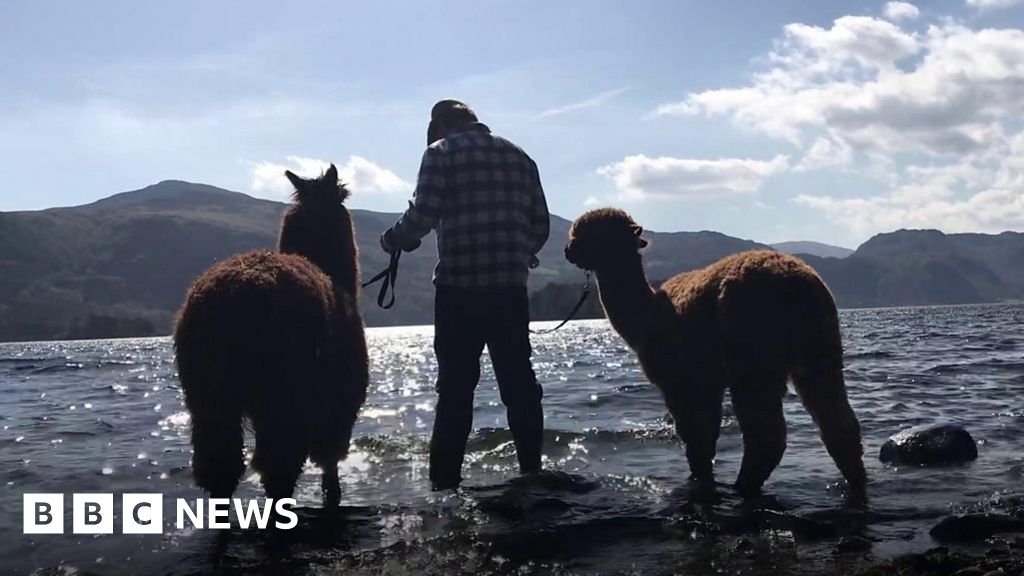 From life in the Army to alpaca farmer - BBC News