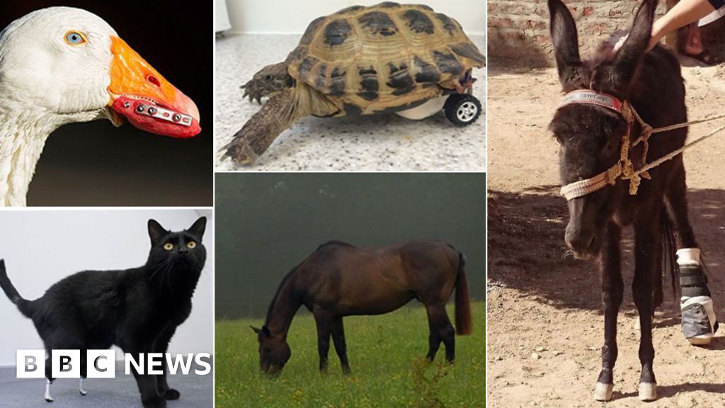 Bionic bodies: The animals with artificial additions - BBC News