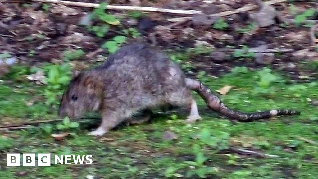 Binmen refuse to attend rat-infested street - BBC News