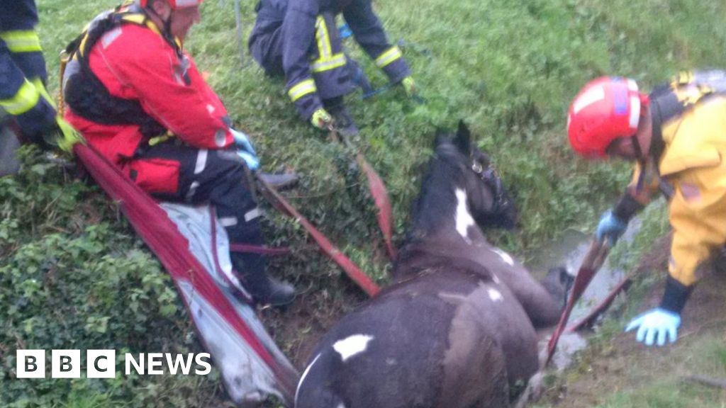 Frightened horse rescued from ditch at Oxfordshire farm - BBC News