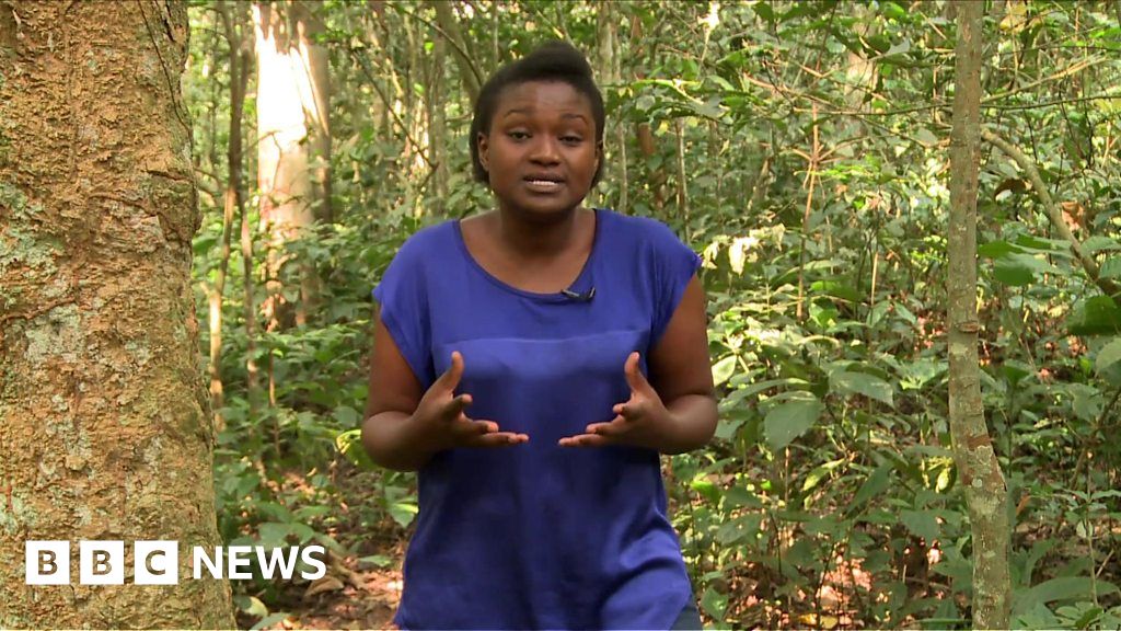 Zika crisis: Inside the Ugandan forest where virus found - BBC News