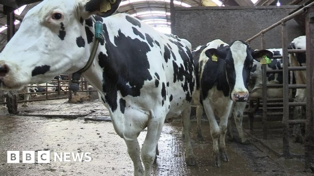 Farmer injected cows to fake TB result for compensation - BBC News