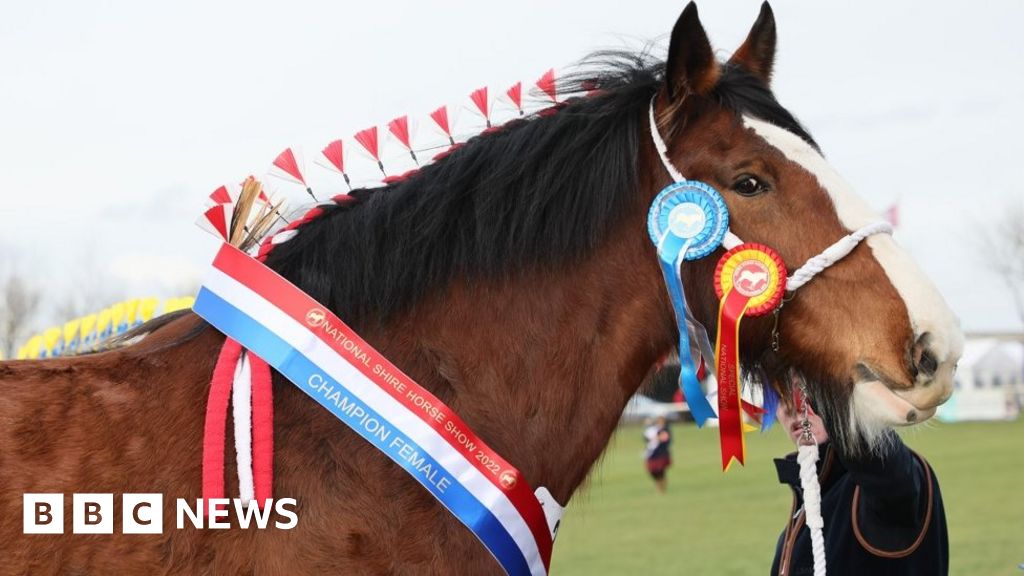 National Shire Horse Show to return to county - BBC News