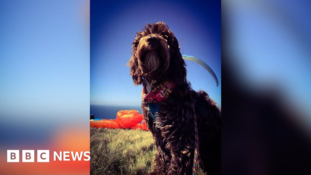 Meet Gwynedd's paragliding cockapoo Henry - BBC News