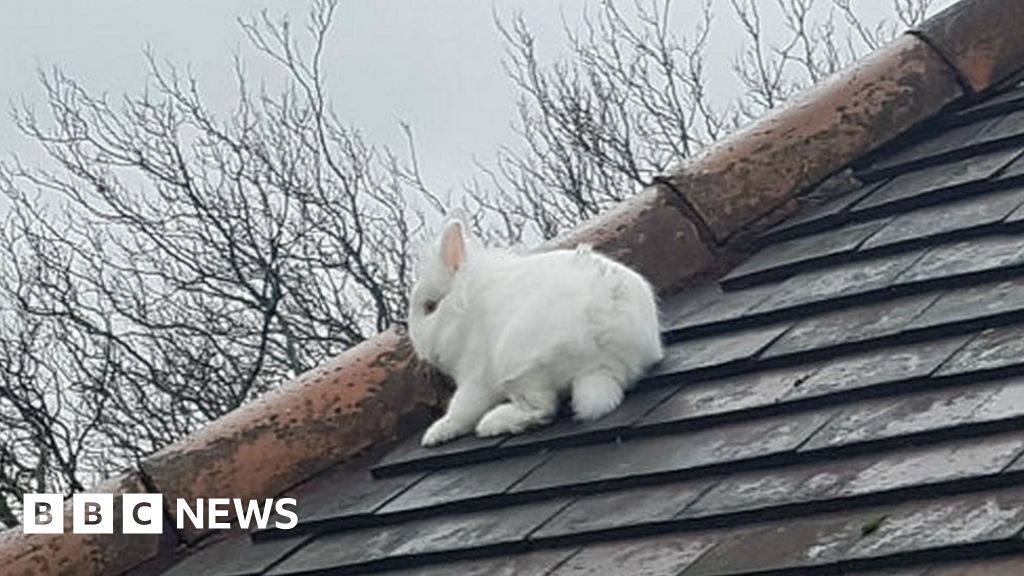 'Stolen' rabbit rescued from house roof in Anfield - BBC News