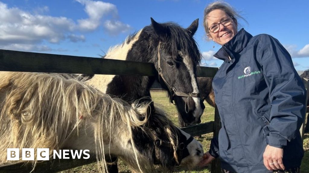 Norfolk charity rescues horses being smuggled out of UK - BBC News