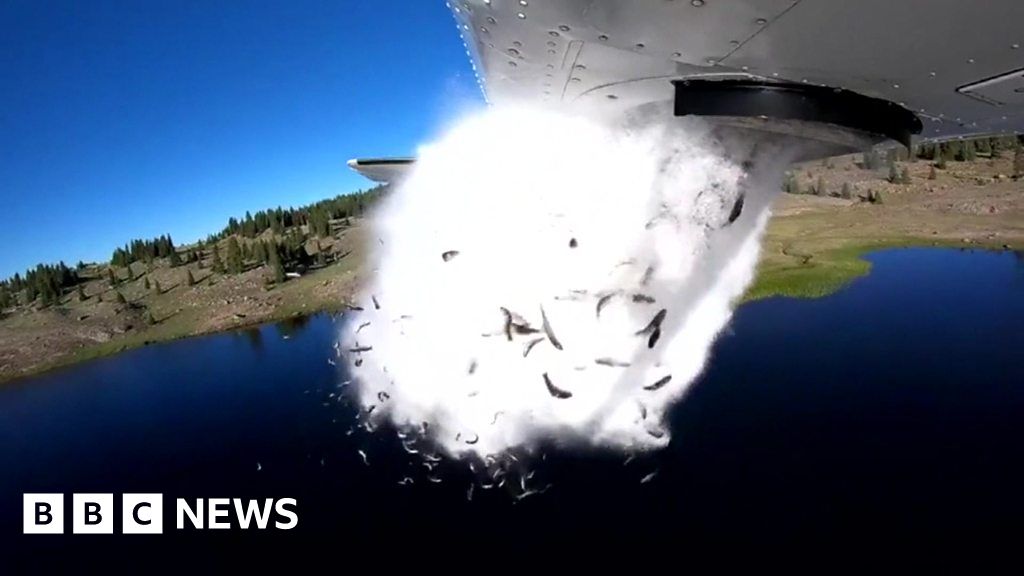 Why a plane is dropping trout into a lake from above - BBC News