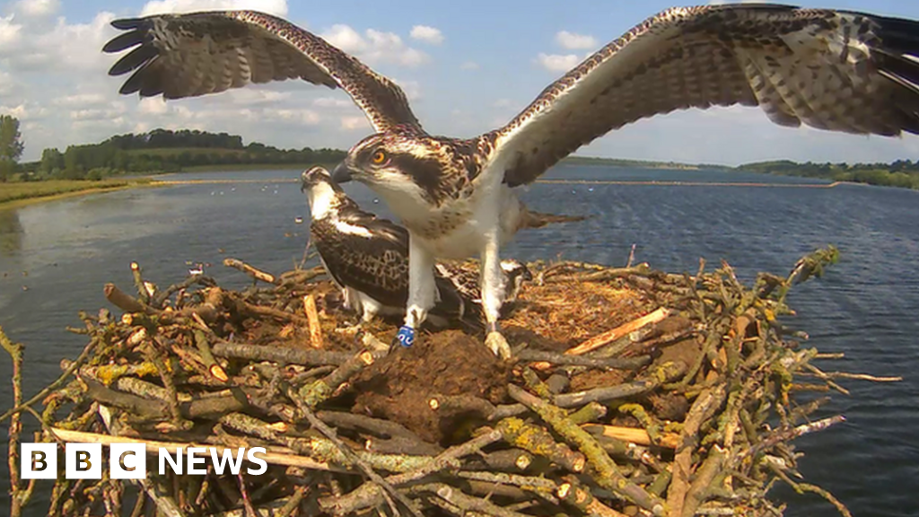 Rutland Water Osprey Project marks 20 years - BBC News