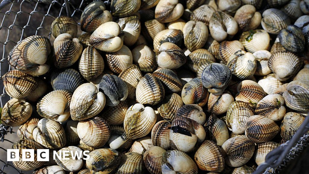 Cockle 'transplant' could let Solway beds reopen - BBC News