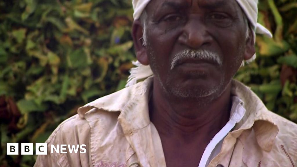 How the war on tobacco is hurting India's farmers - BBC News