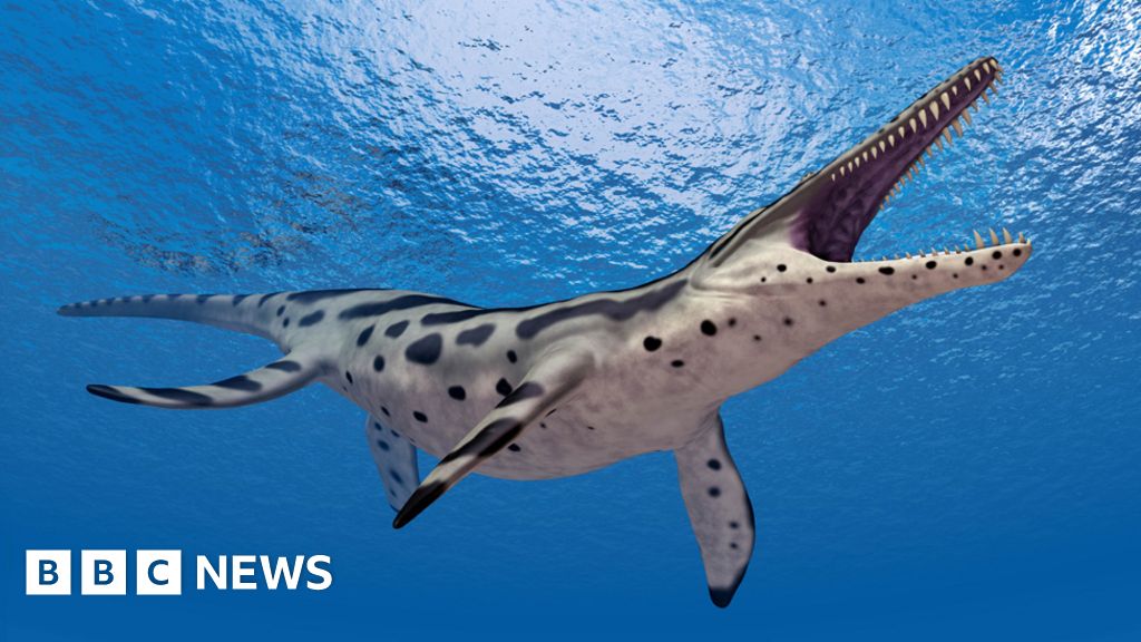 Jurassic predator bones go on display in Scunthorpe - BBC News