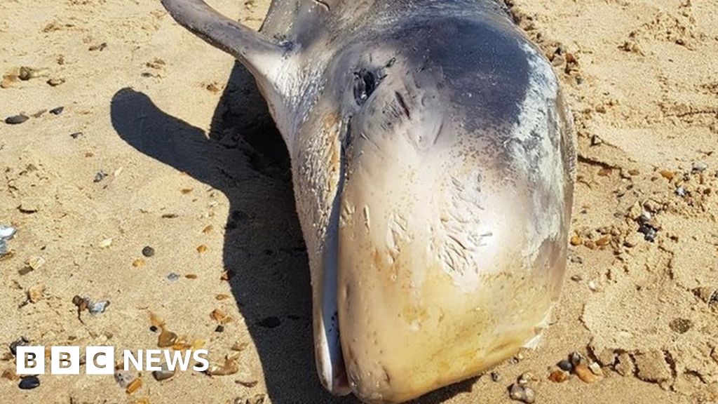 Risso's dolphin washes up in Great Yarmouth