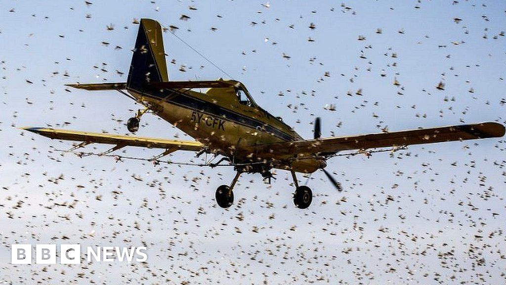 Appeal for more funds to control locusts - BBC News