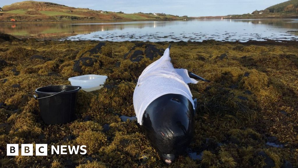 Dolphins suspected in whale attack off Skye - BBC News