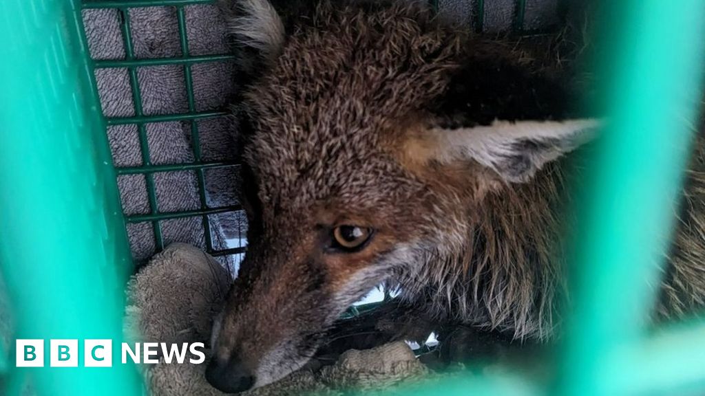 Exhausted fox rescued from Seaham marina after tidal trap - BBC News